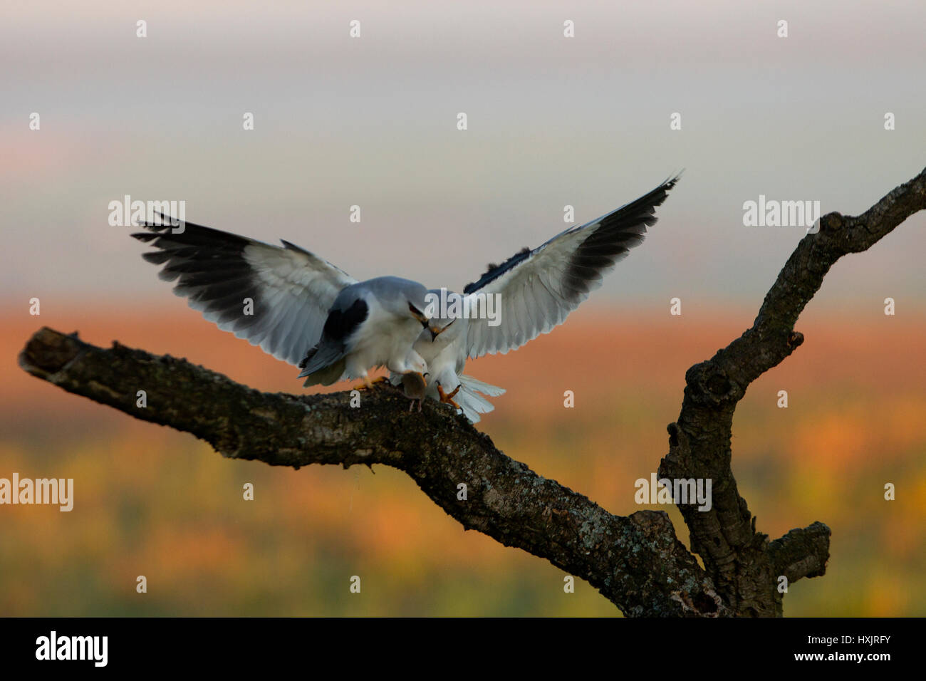Falconiforms hi-res stock photography and images - Alamy