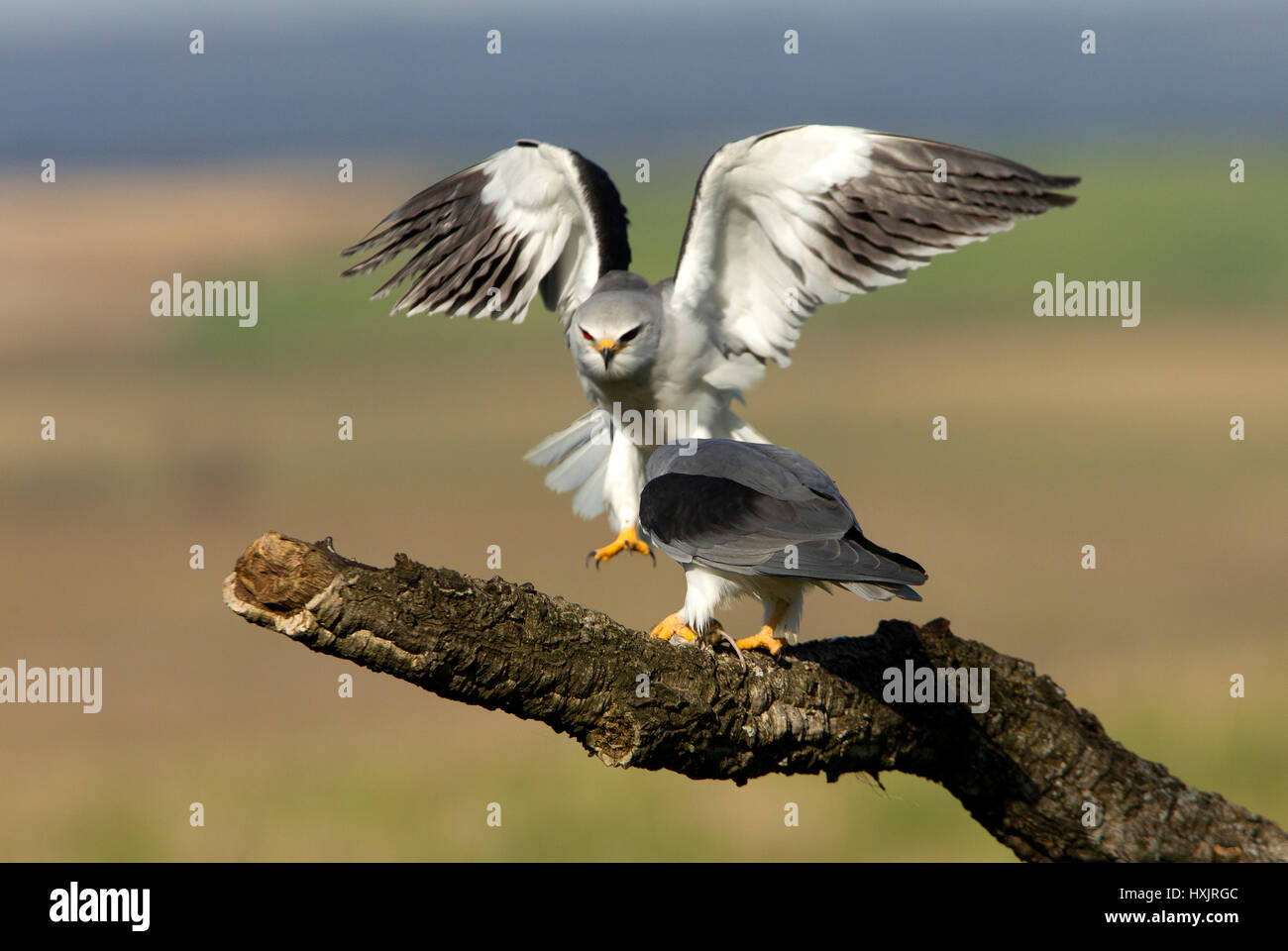 Falconiforms High Resolution Stock Photography and Images - Alamy