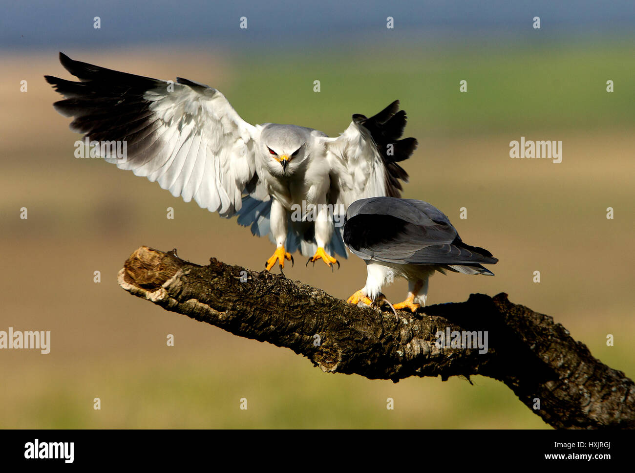 Falconiforms hi-res stock photography and images - Alamy