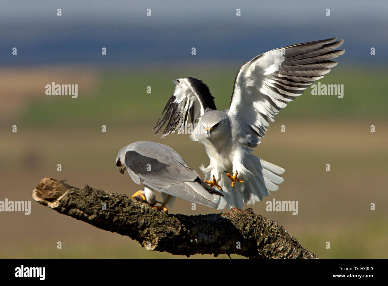 Falconiforms hi-res stock photography and images - Alamy