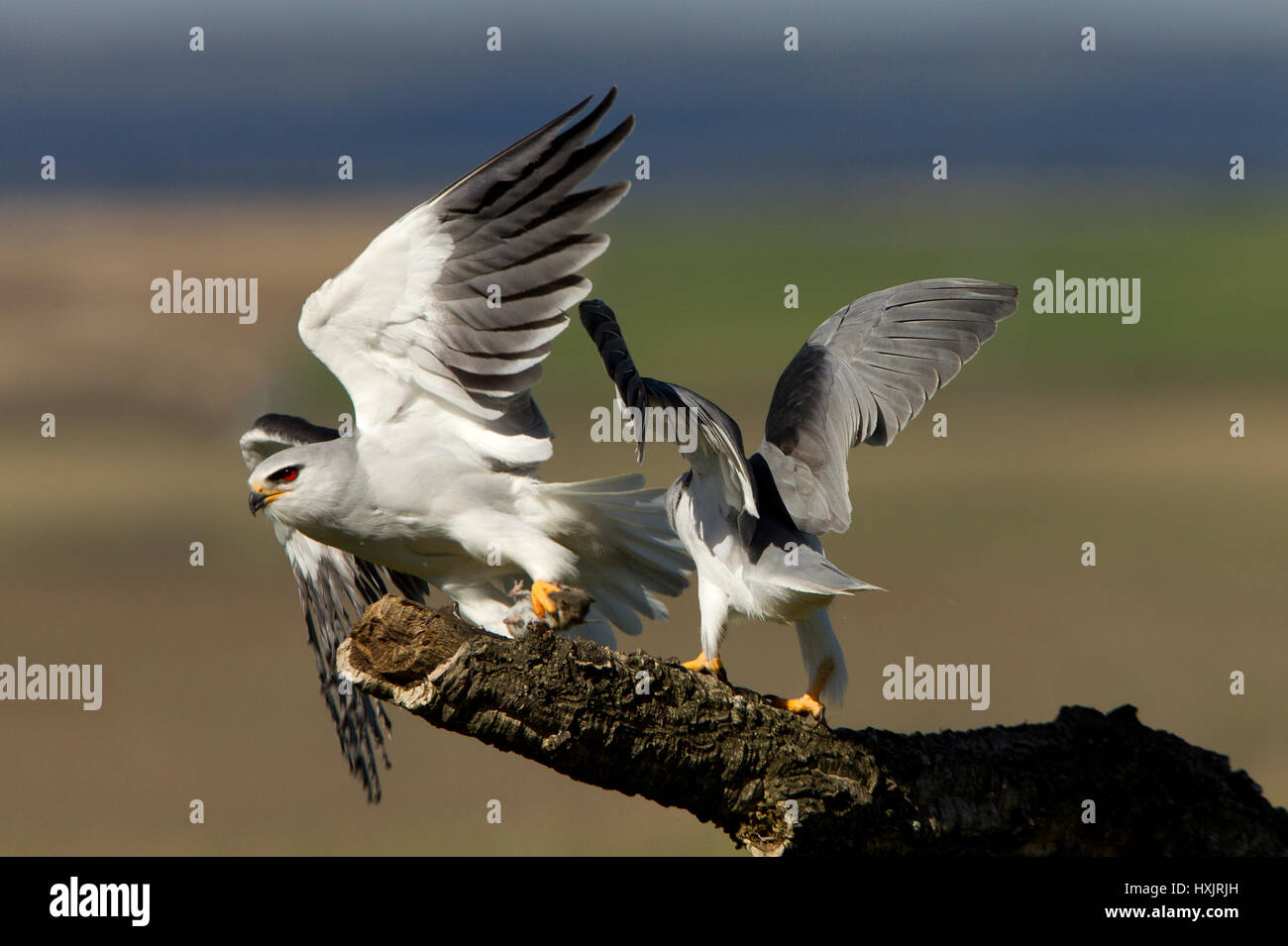 Falconiforms High Resolution Stock Photography and Images - Alamy