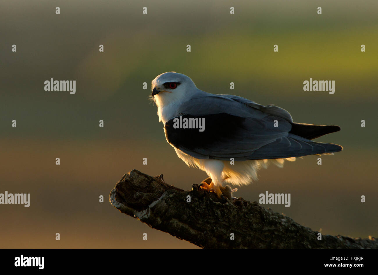 Addo birds hi-res stock photography and images - Alamy