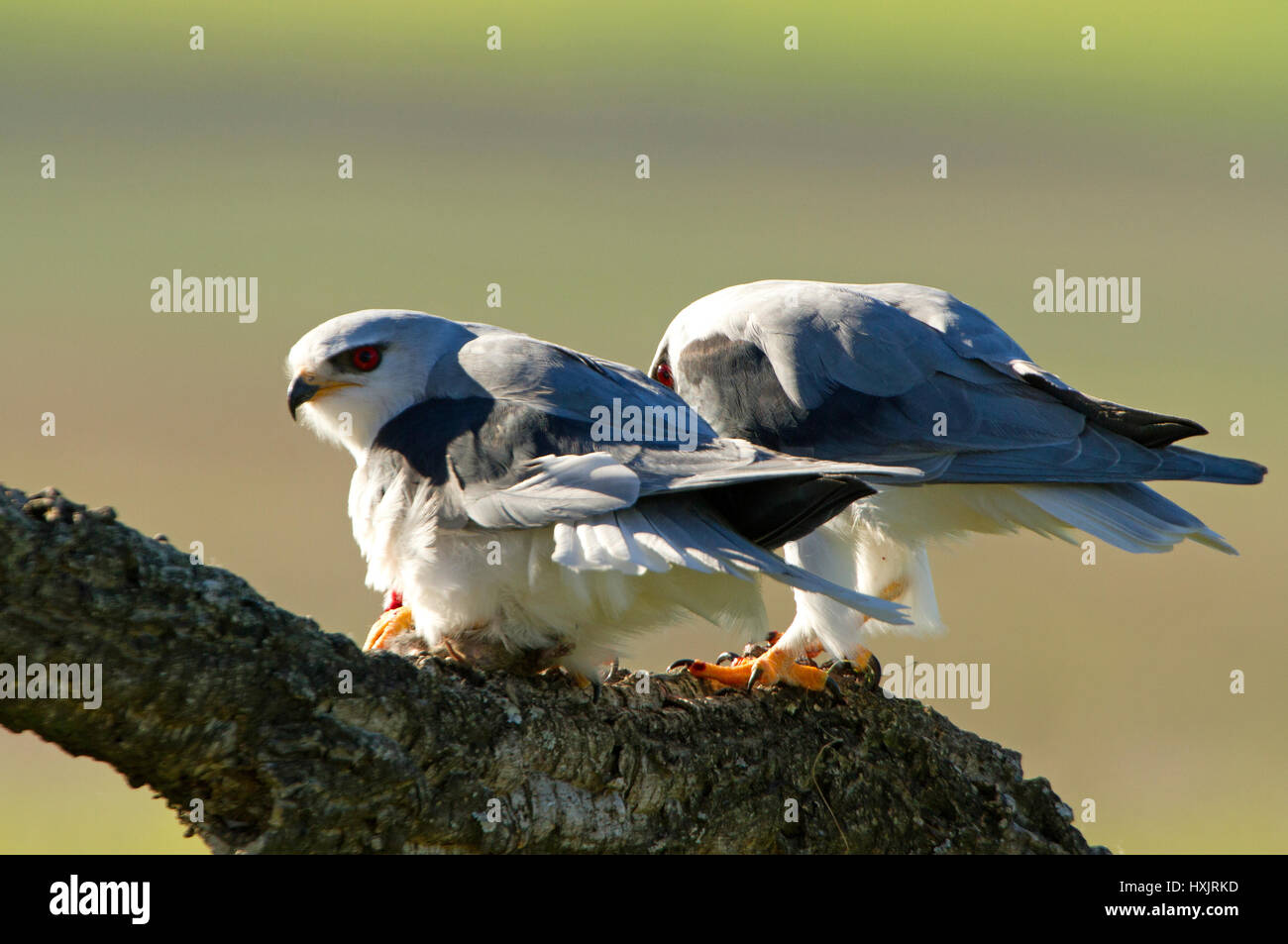 Falconiforms hi-res stock photography and images - Alamy