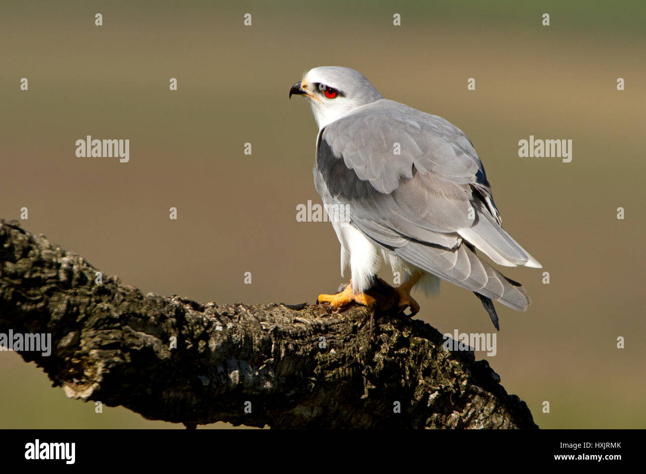 Addo birds hi-res stock photography and images - Alamy