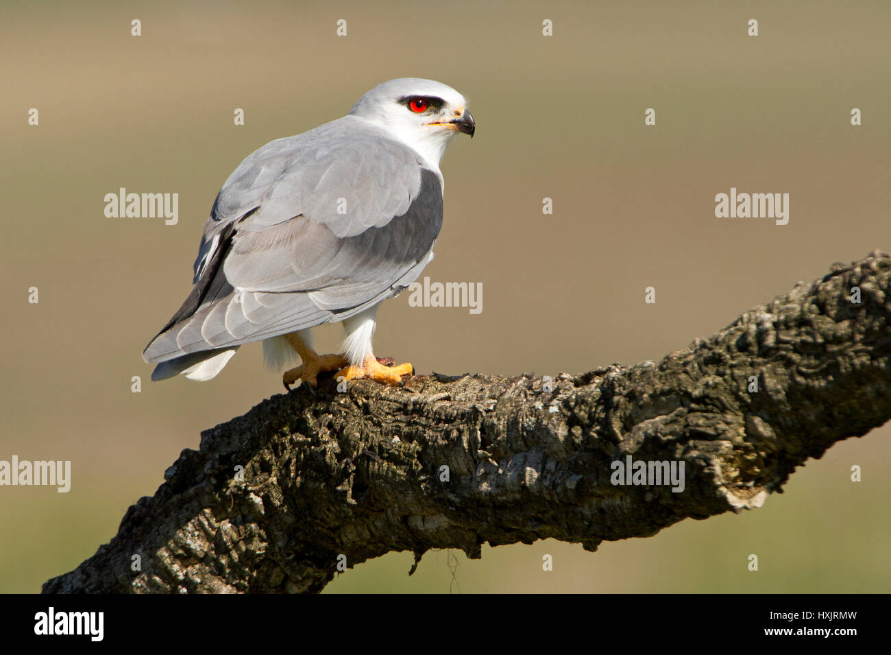 Addo birds hi-res stock photography and images - Alamy