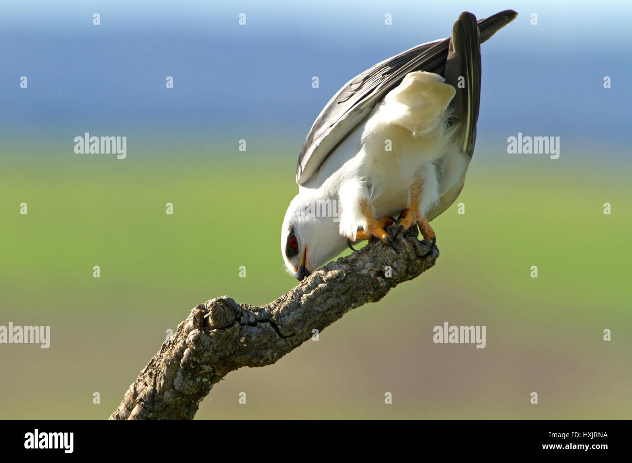 Addo birds hi-res stock photography and images - Alamy