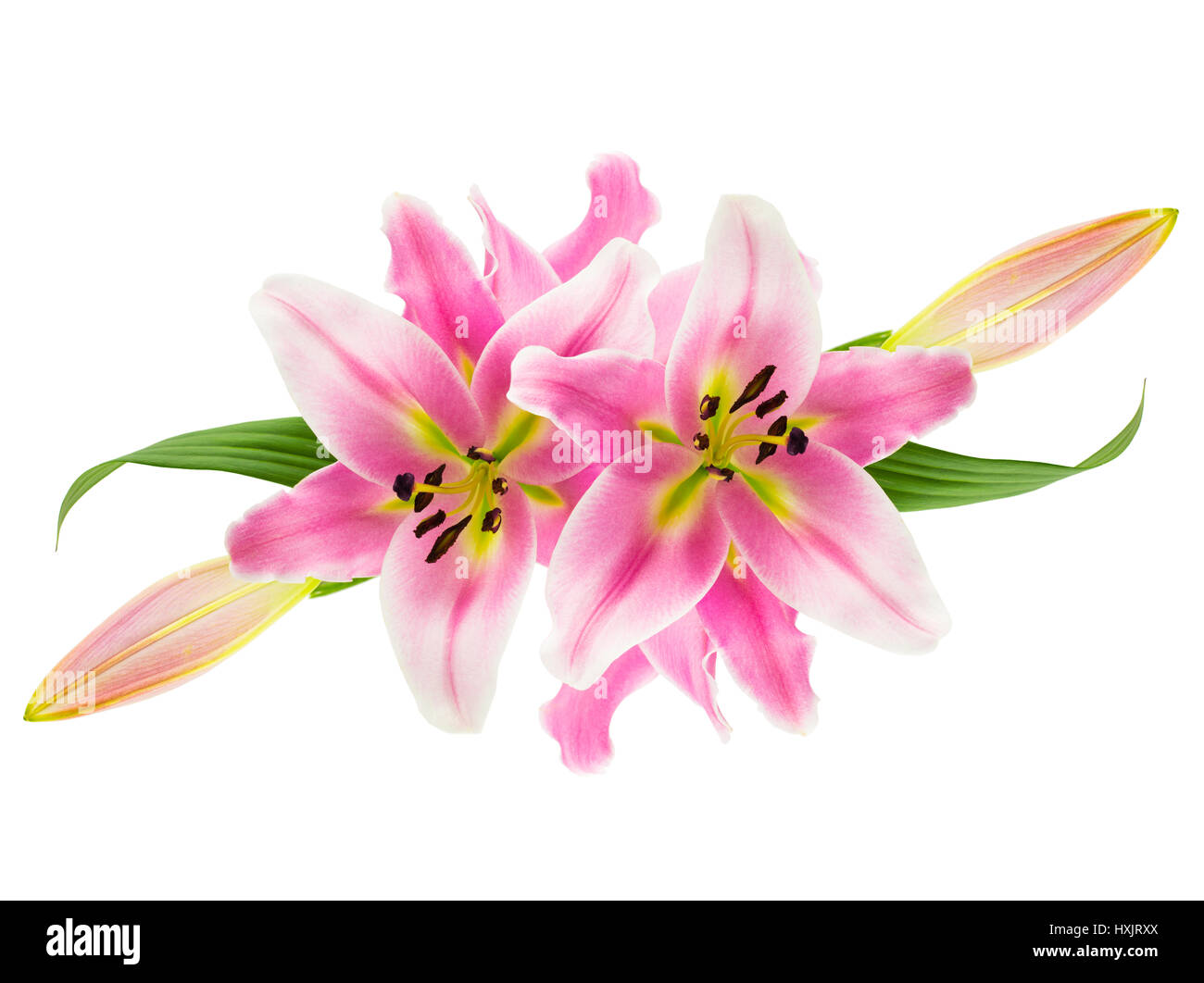 Stargazer Cut Out Stock Images & Pictures - Alamy