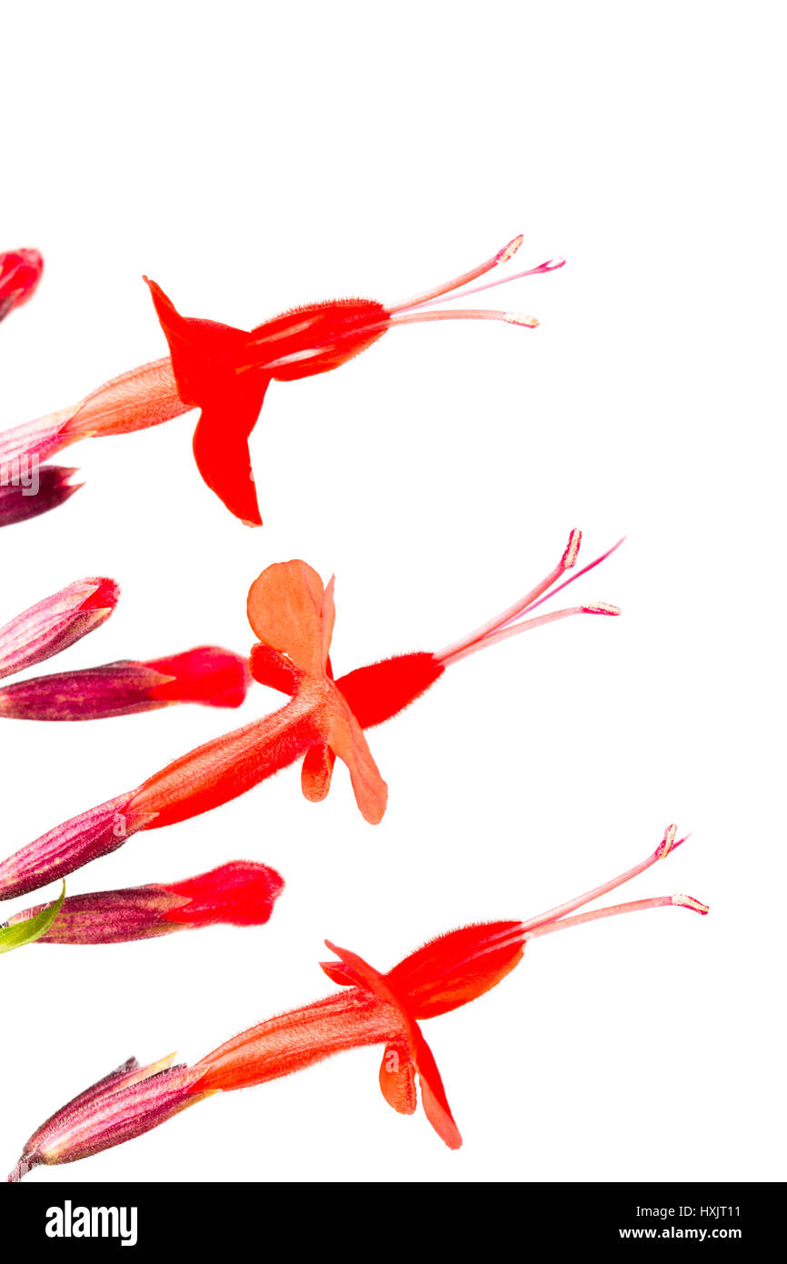 Fused tubular petals of red salvia flowers on angle with white ...