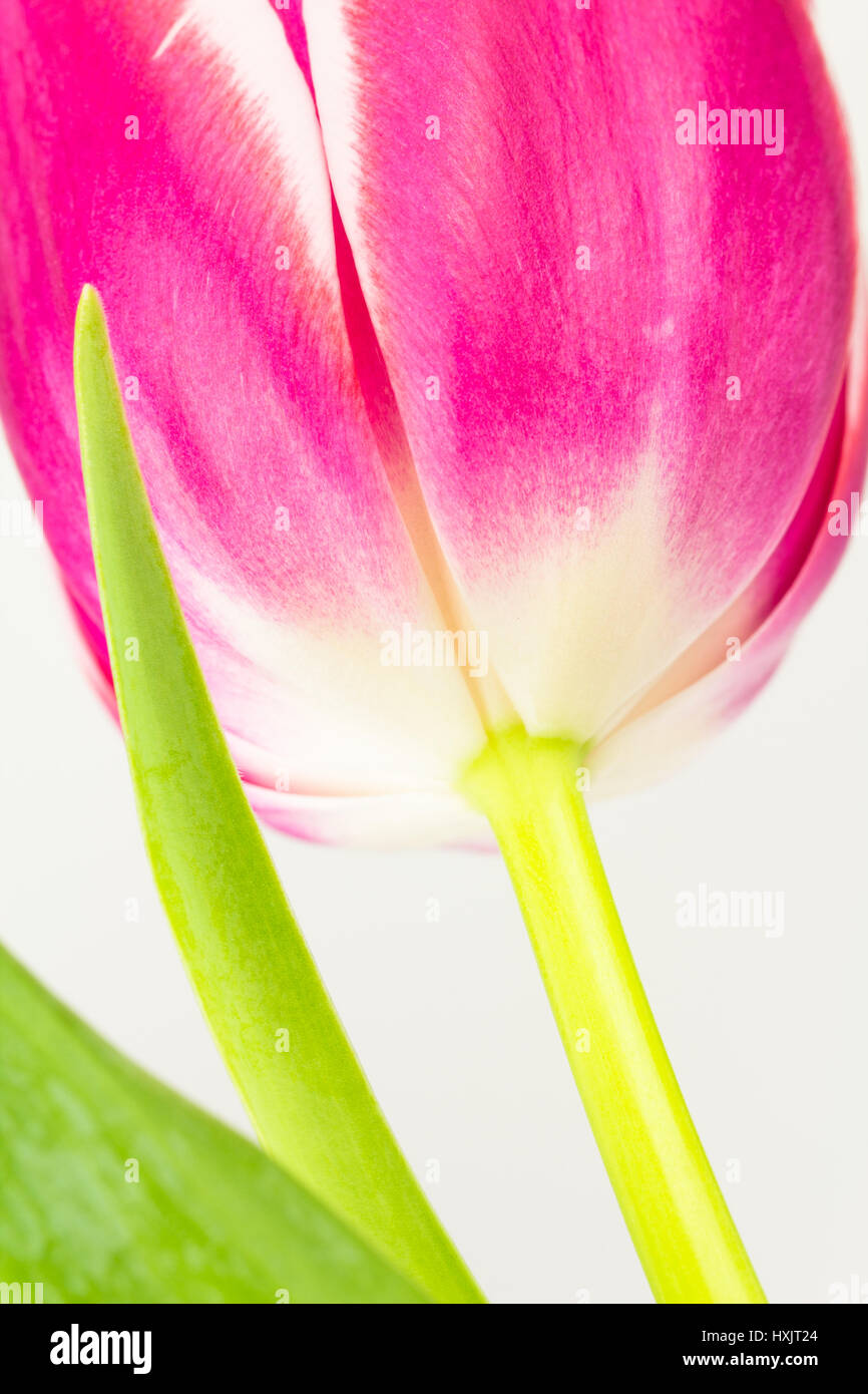 Angle view from below of pink and white tulip with stem and leaves ...