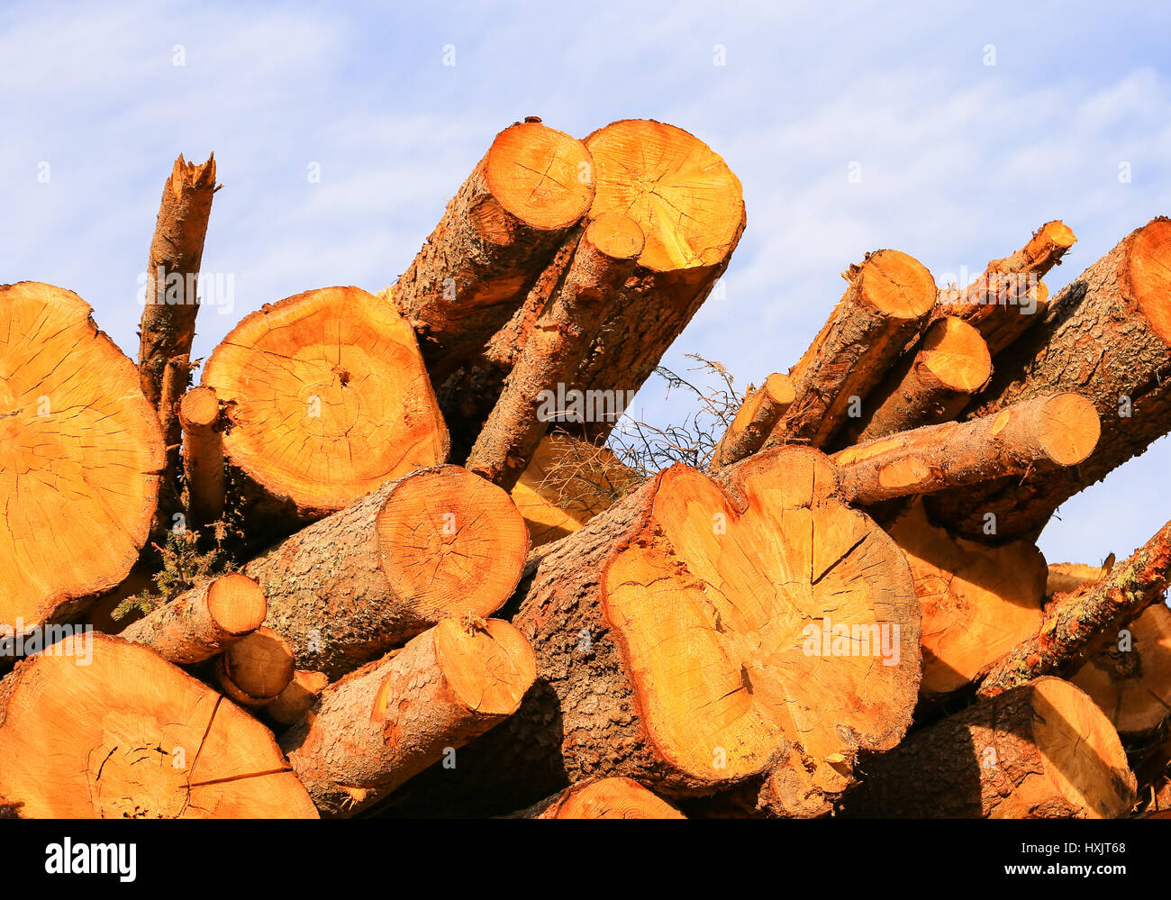 Stack of wood with logs in different sizes with blue sky in the back ...