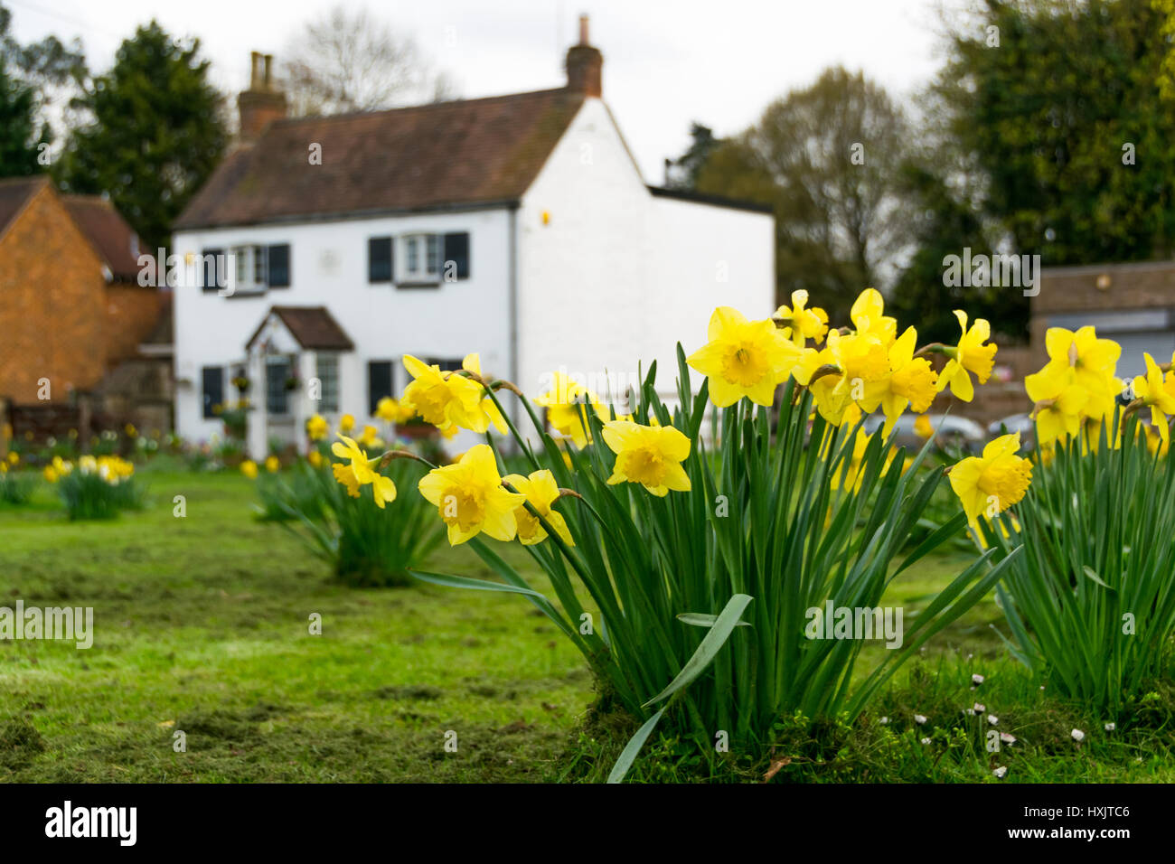 Daffodils in English Countryside Stock Photo - Alamy