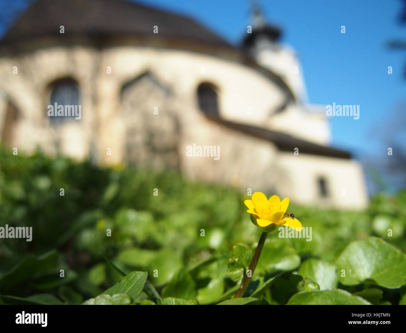 Flower close up view and church in background Stock Photo - Alamy