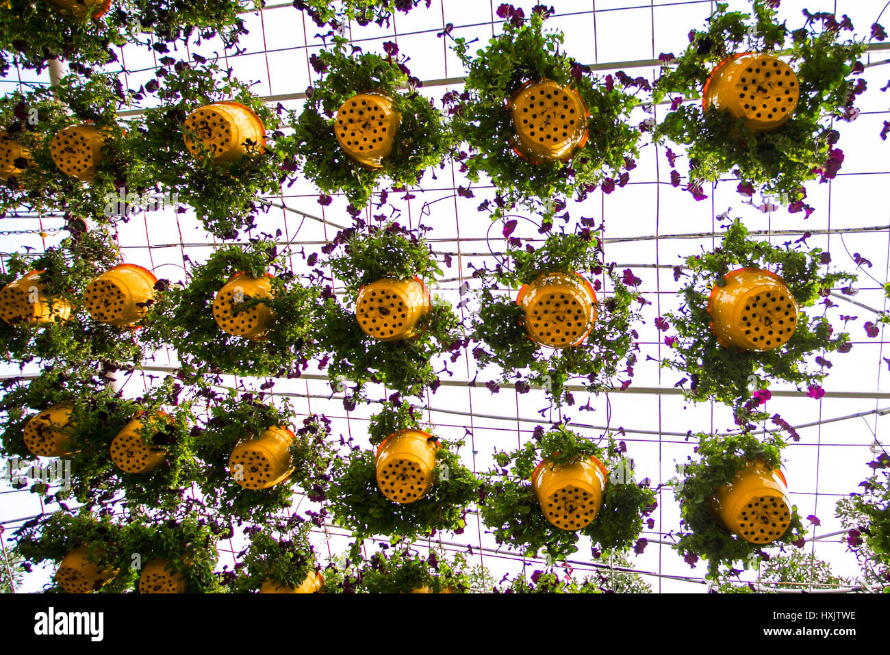 Flowers Miracle Garden in Dubai, United Arab Emirates Stock Photo - Alamy