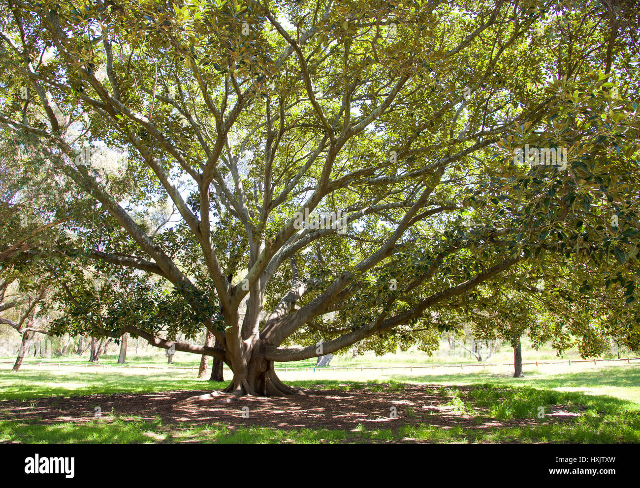 Enormous tree with long, thick branches extending wide in the natural ...