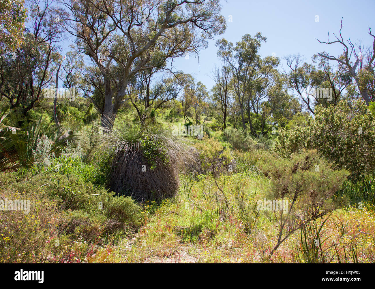 Wild natural reserve with lush greenery at Bold Park in City Beach ...