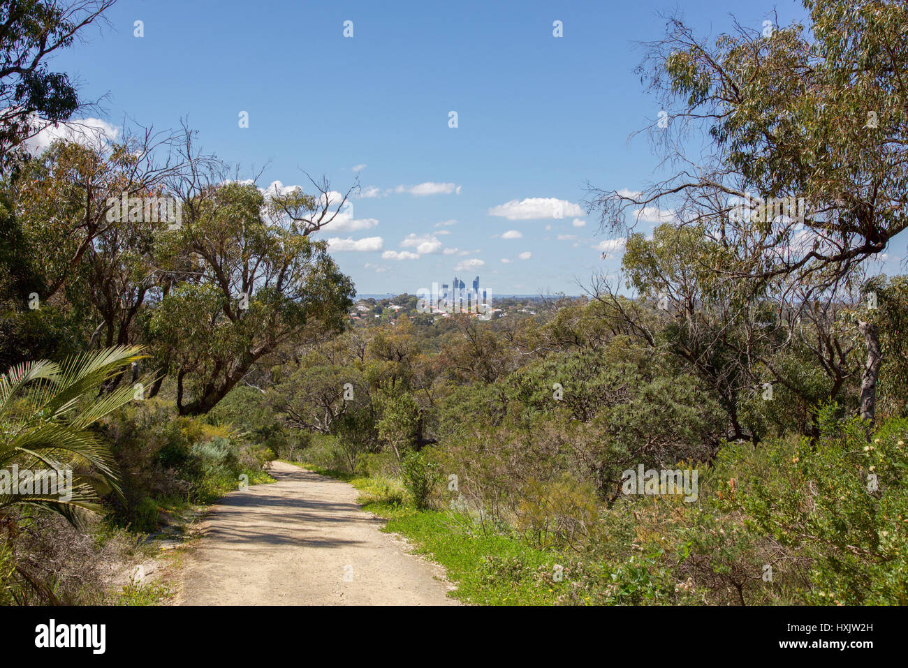 Footpath through Bold Park nature reserve with uncultivated growth and ...