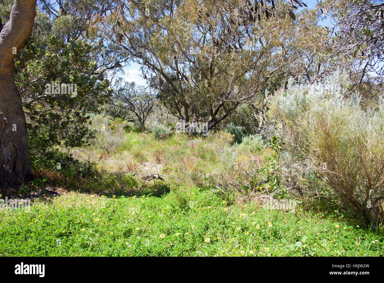 Uncultivated reserve landscape at Bold Park in City Beach, Western ...