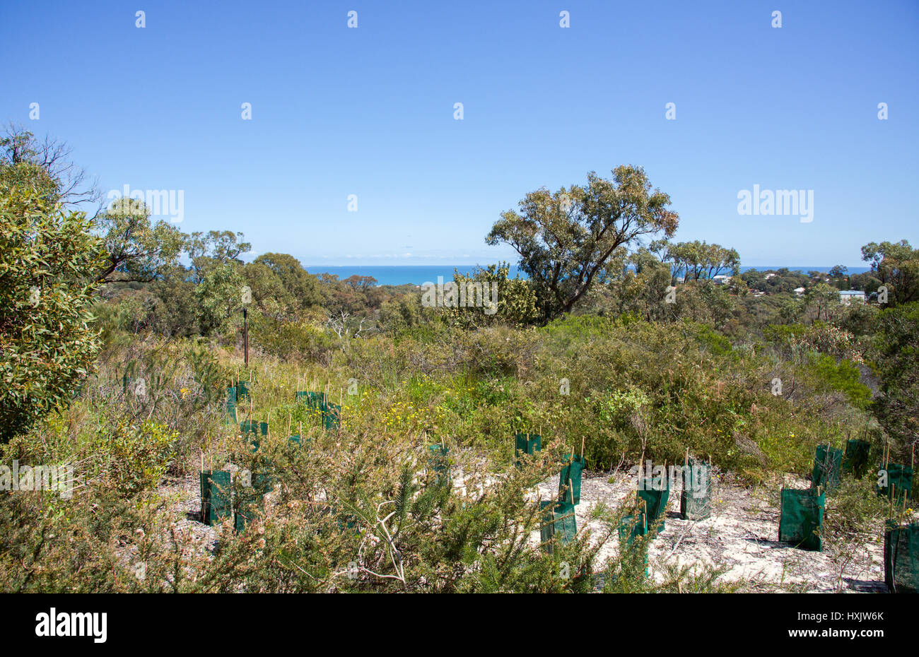 Plant regeneration in the natural reserve at Bold Park with Indian ...