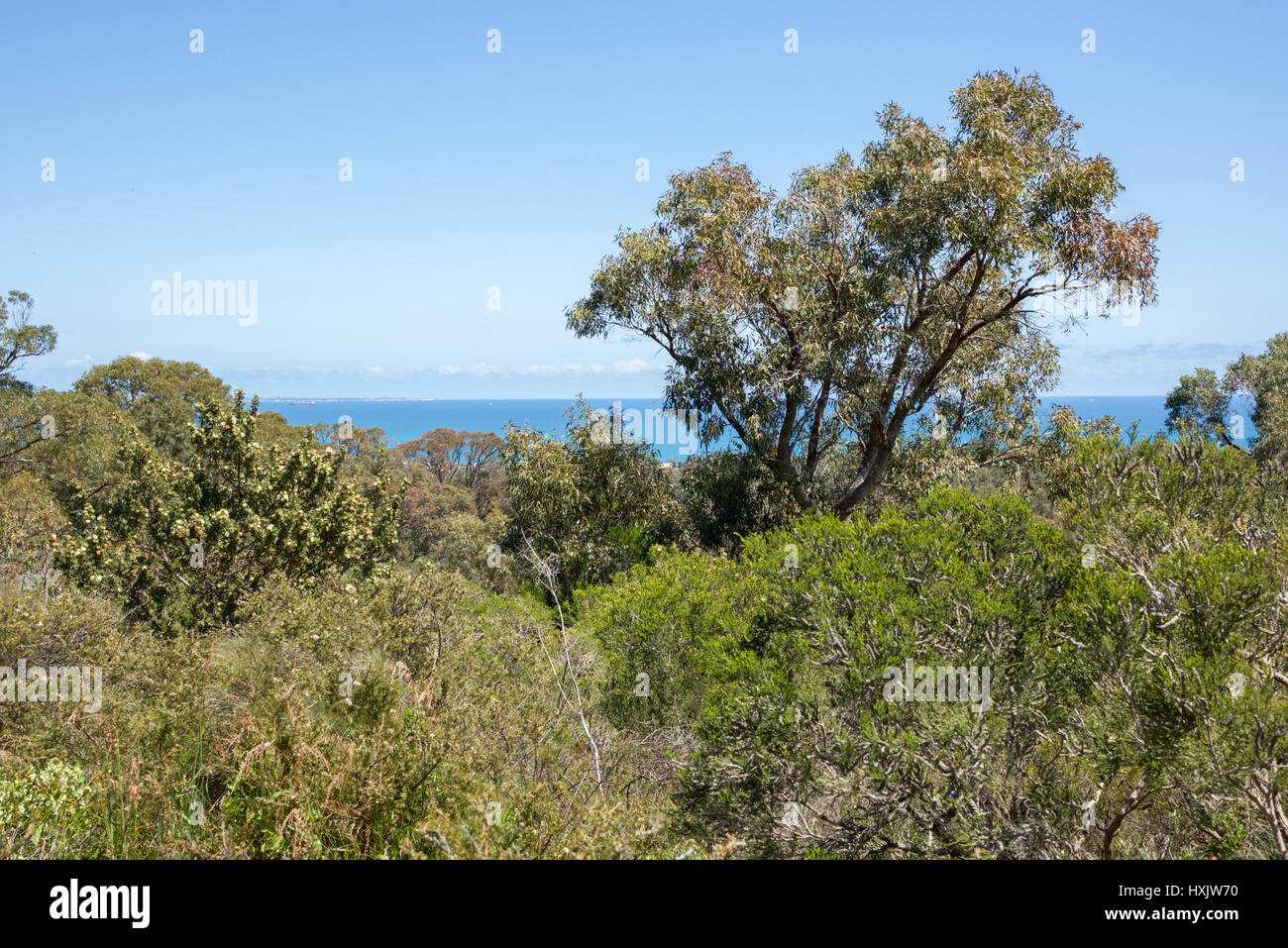 Elevated view from Bold Park over the turquoise Indian Ocean and ...