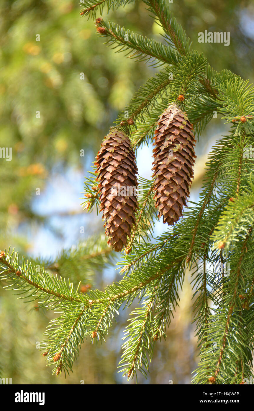 Hanging from a magnificent pine tree here in Southern England Stock ...