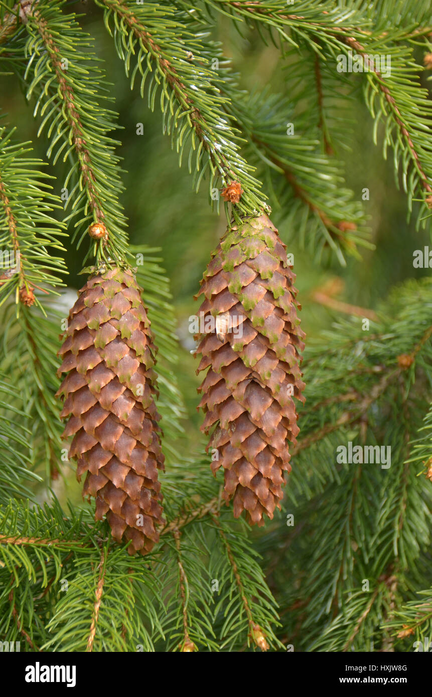 Hanging from a magnificent pine tree here in Southern England Stock ...