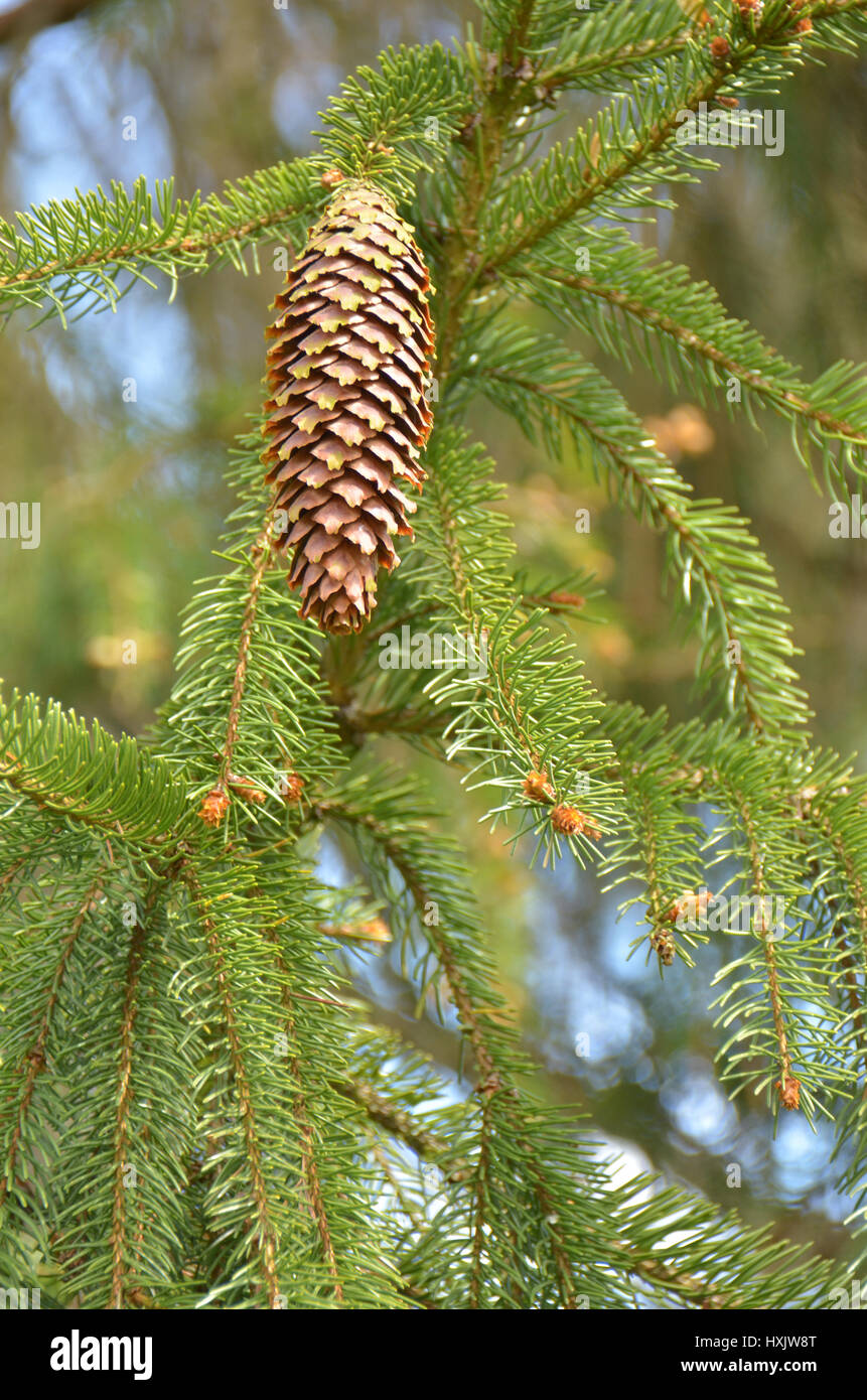 Hanging from a magnificent pine tree here in Southern England Stock ...