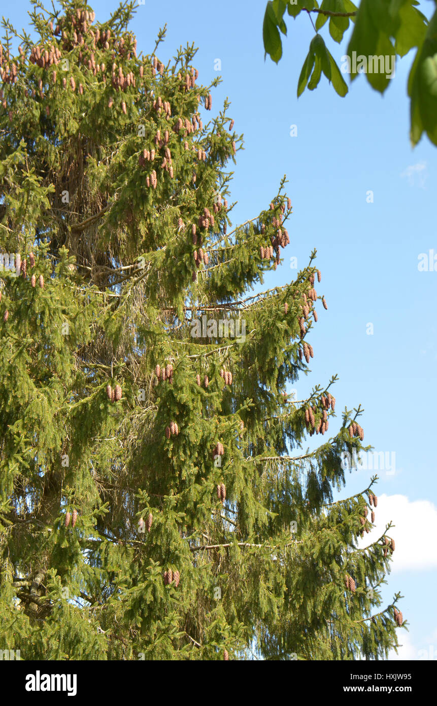Hanging from a magnificent pine tree here in Southern England Stock ...