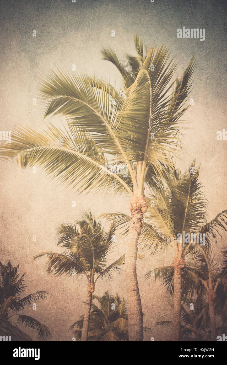 Vintage coconut trees hi-res stock photography and images - Alamy