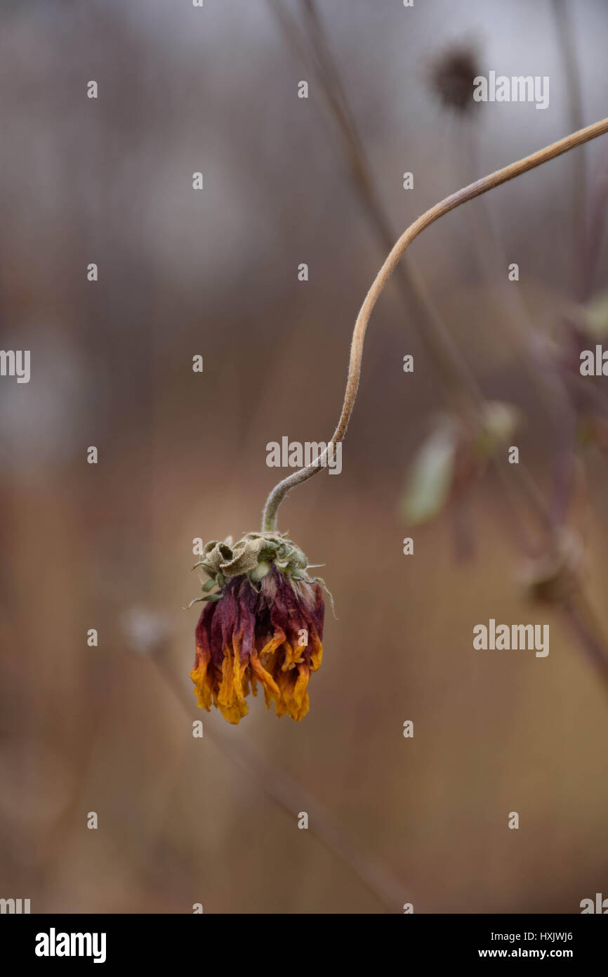 Dried sunflower stem hi-res stock photography and images - Alamy