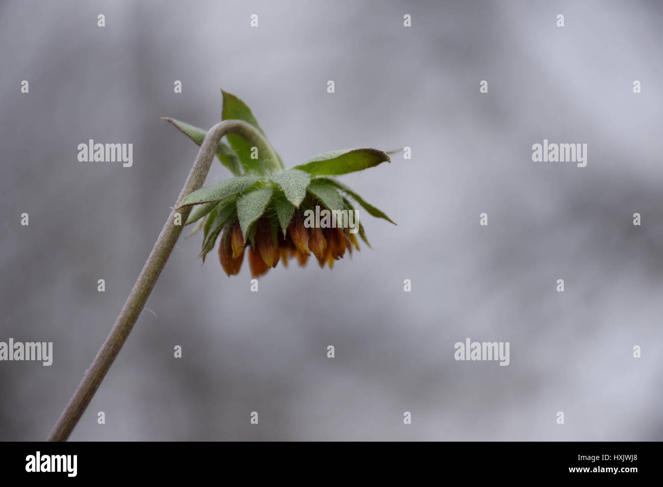 dried flower on stem Stock Photo - Alamy