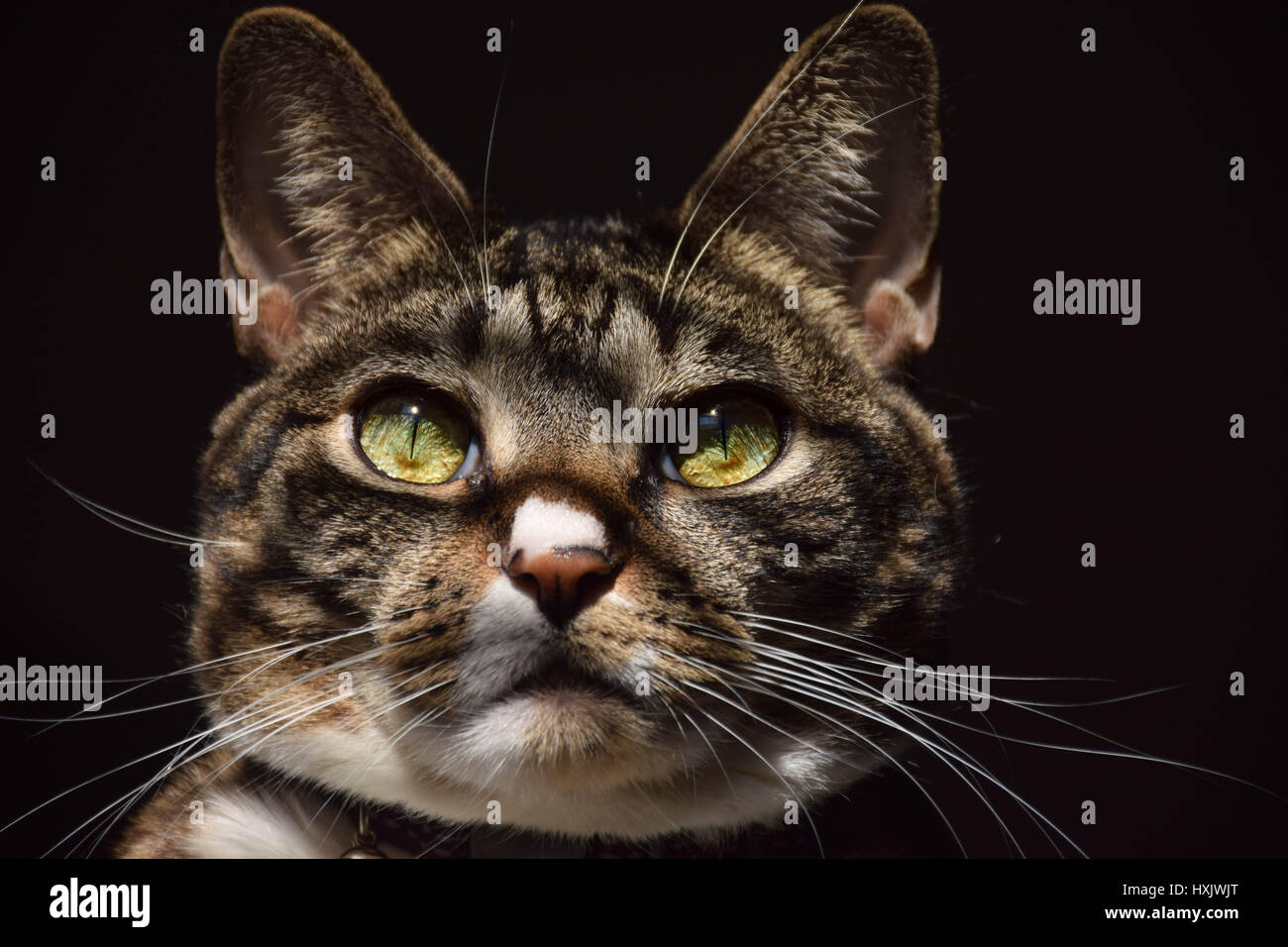 cat in light and shadows Stock Photo - Alamy