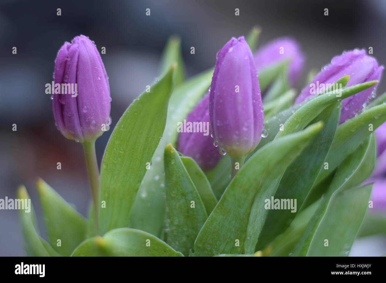 purple tulips with rain drops Stock Photo - Alamy
