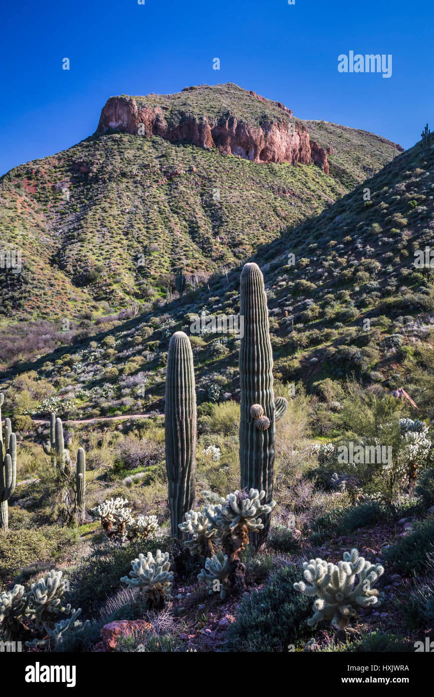 Arizona desert vegetation hi-res stock photography and images - Alamy