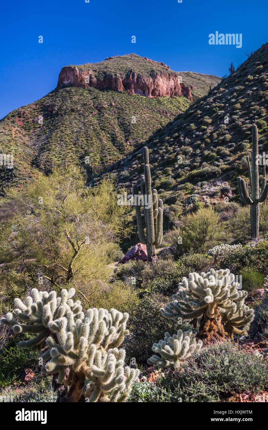 Tonto national national forest hi-res stock photography and images - Alamy