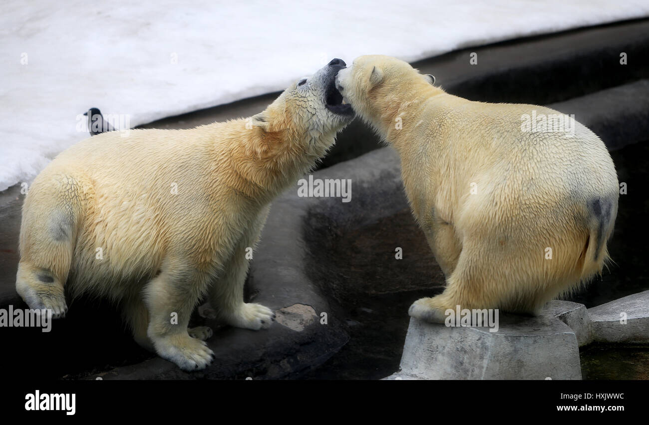 Photo of funny playing bears Stock Photo - Alamy