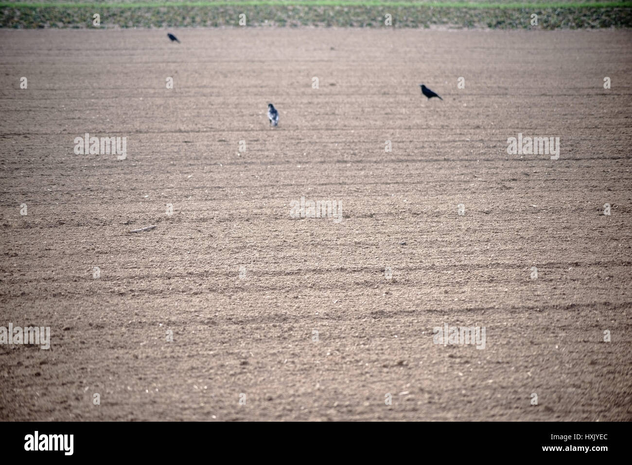 A fallow field with plowed ground on which crows are looking for food ...