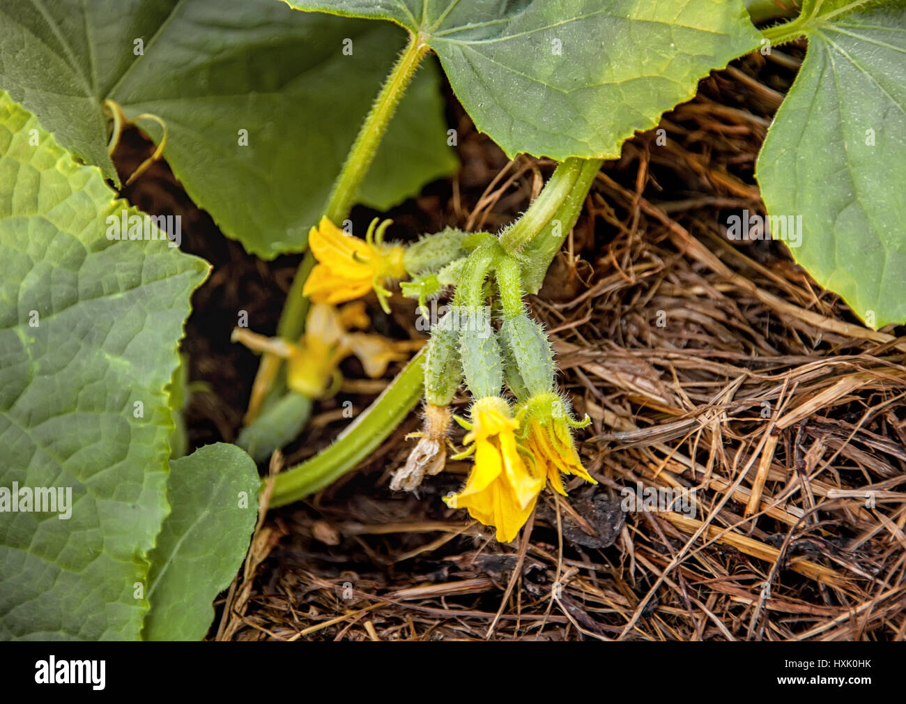 Gherkin crop hi-res stock photography and images - Alamy