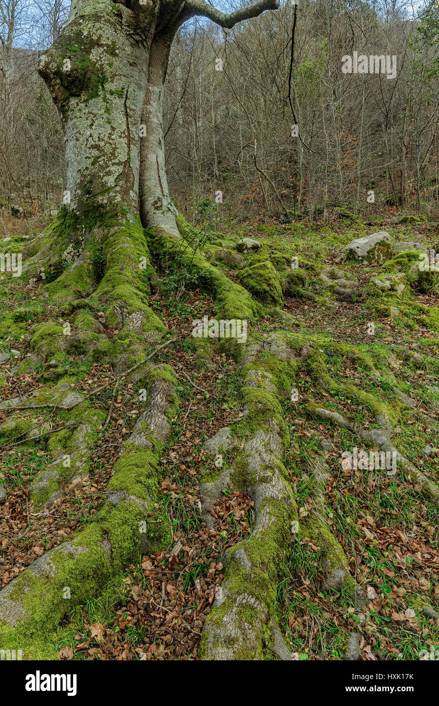 Huge red beech tree hi-res stock photography and images - Alamy