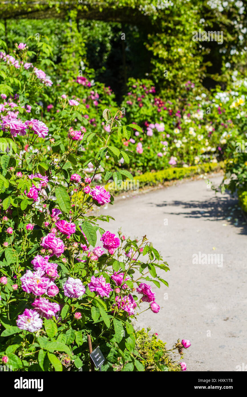 Beautiful rose garden in Summer, UK Stock Photo - Alamy