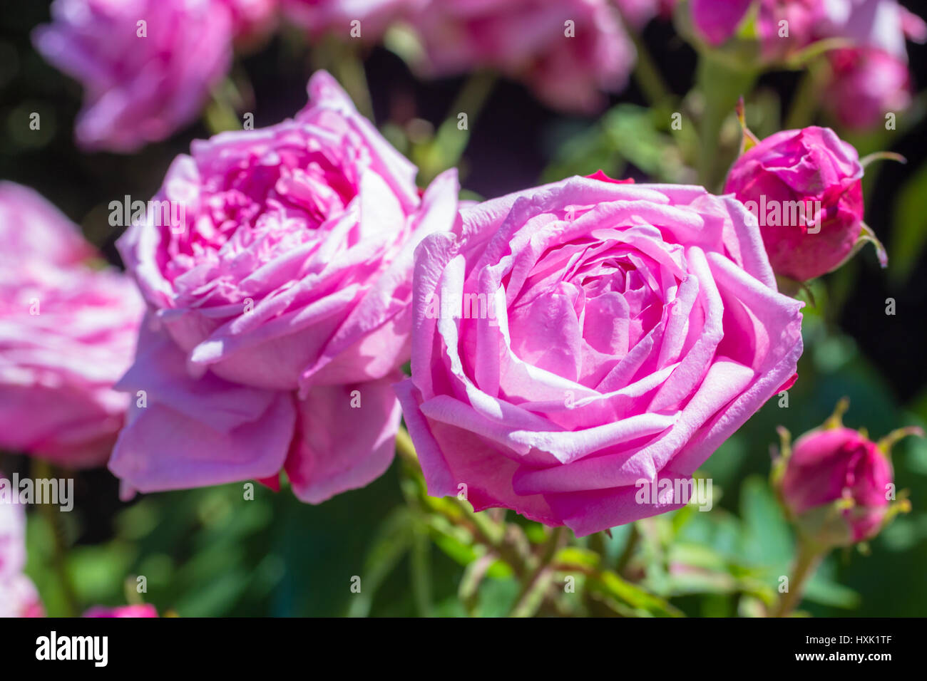 Beautiful rose garden in Summer, UK Stock Photo - Alamy