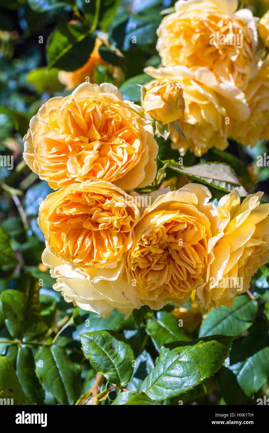 Beautiful rose garden in Summer, UK Stock Photo - Alamy