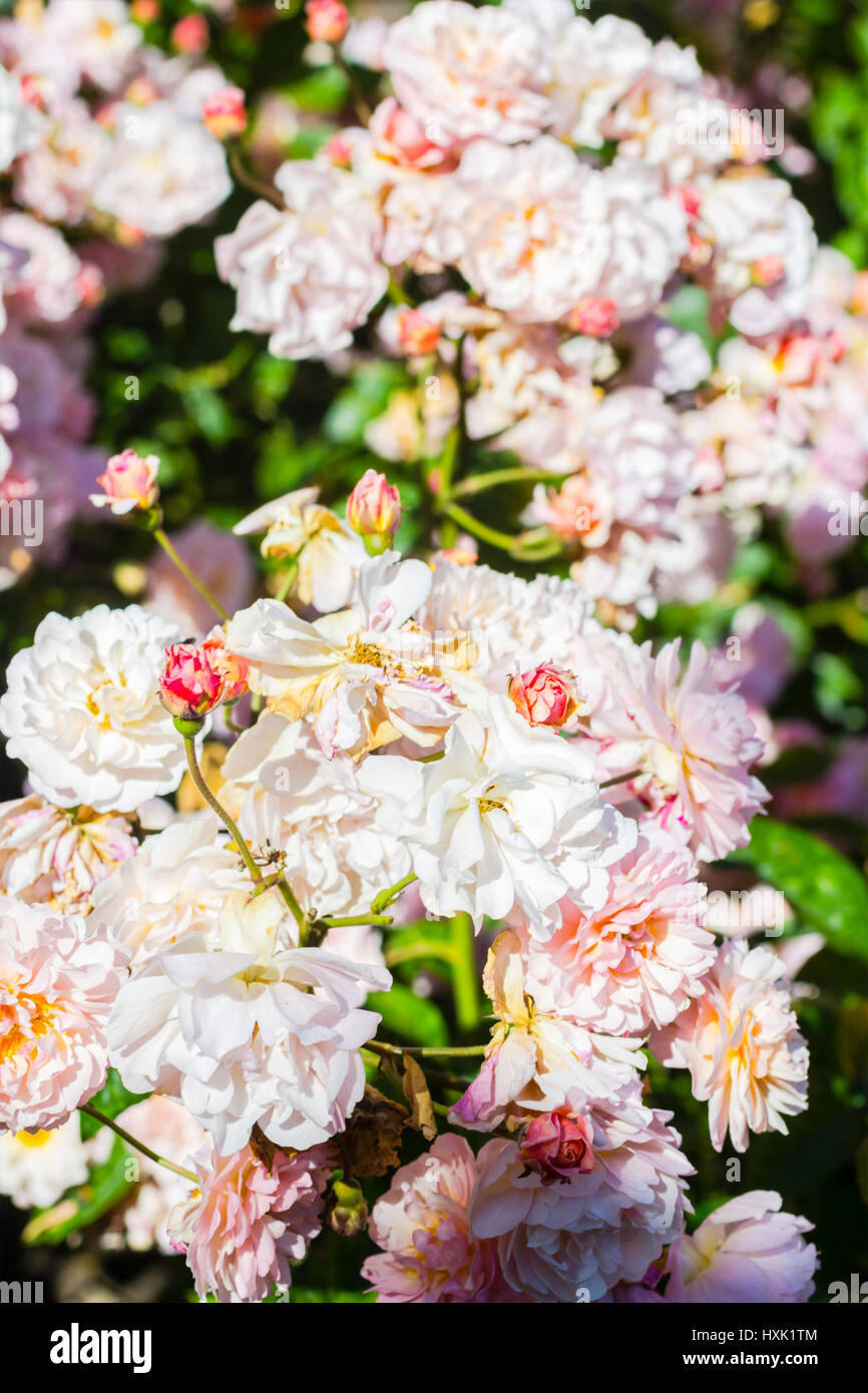 Beautiful rose garden in Summer, UK Stock Photo - Alamy