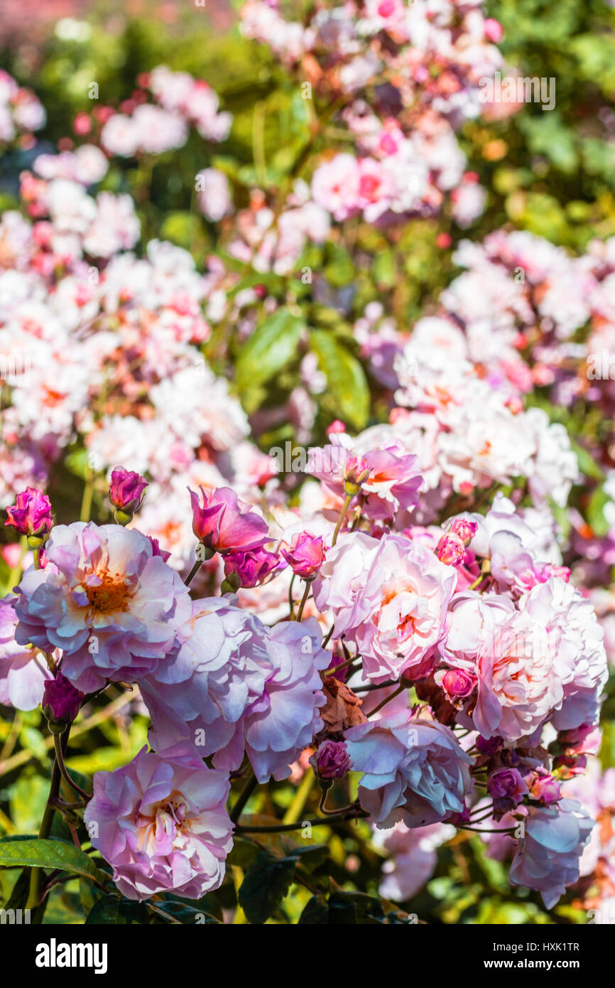 Beautiful rose garden in Summer, UK Stock Photo - Alamy