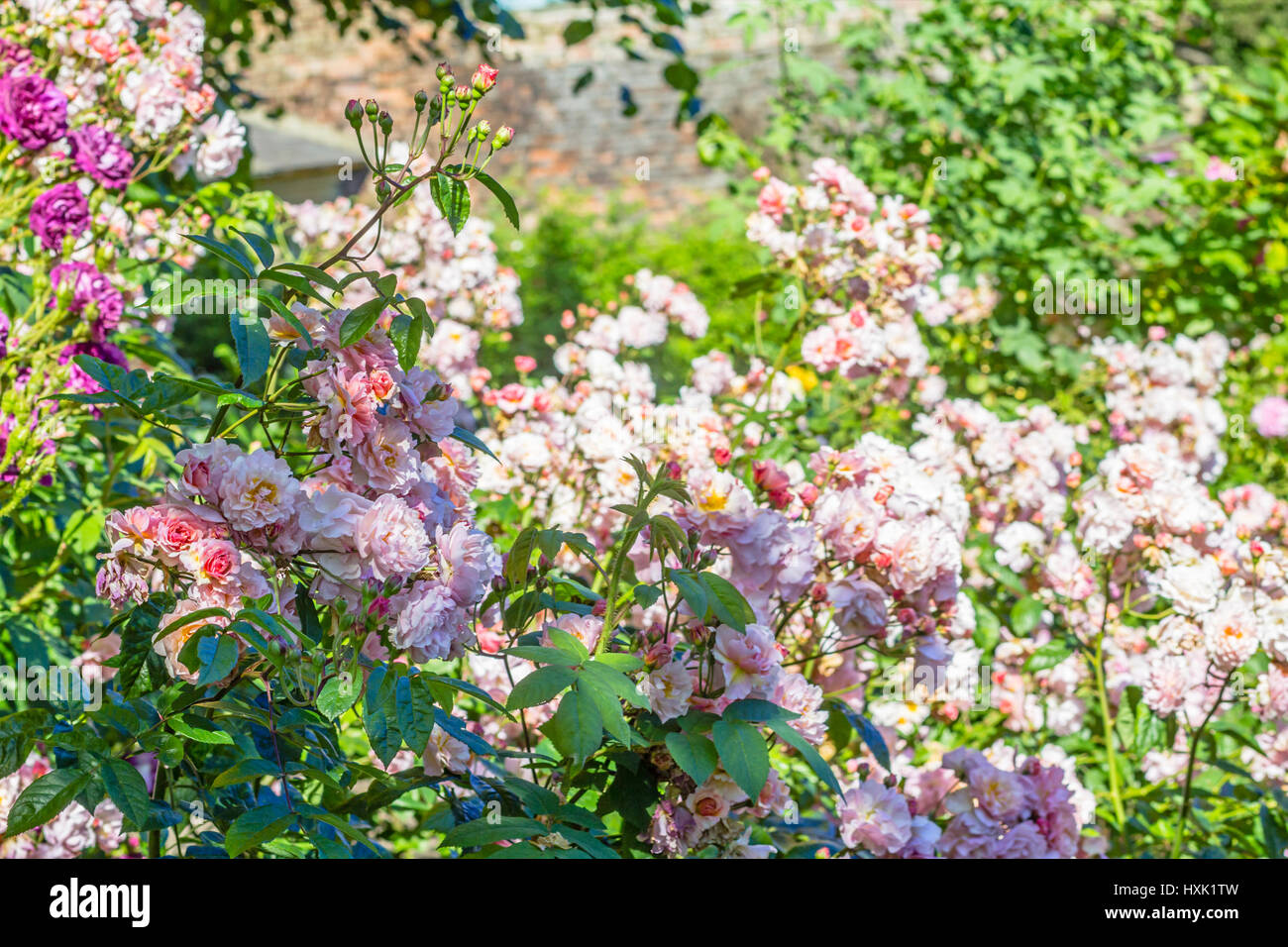 Beautiful rose garden in Summer, UK Stock Photo - Alamy
