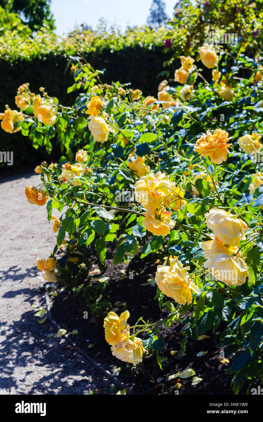 Beautiful rose garden in Summer, UK Stock Photo - Alamy