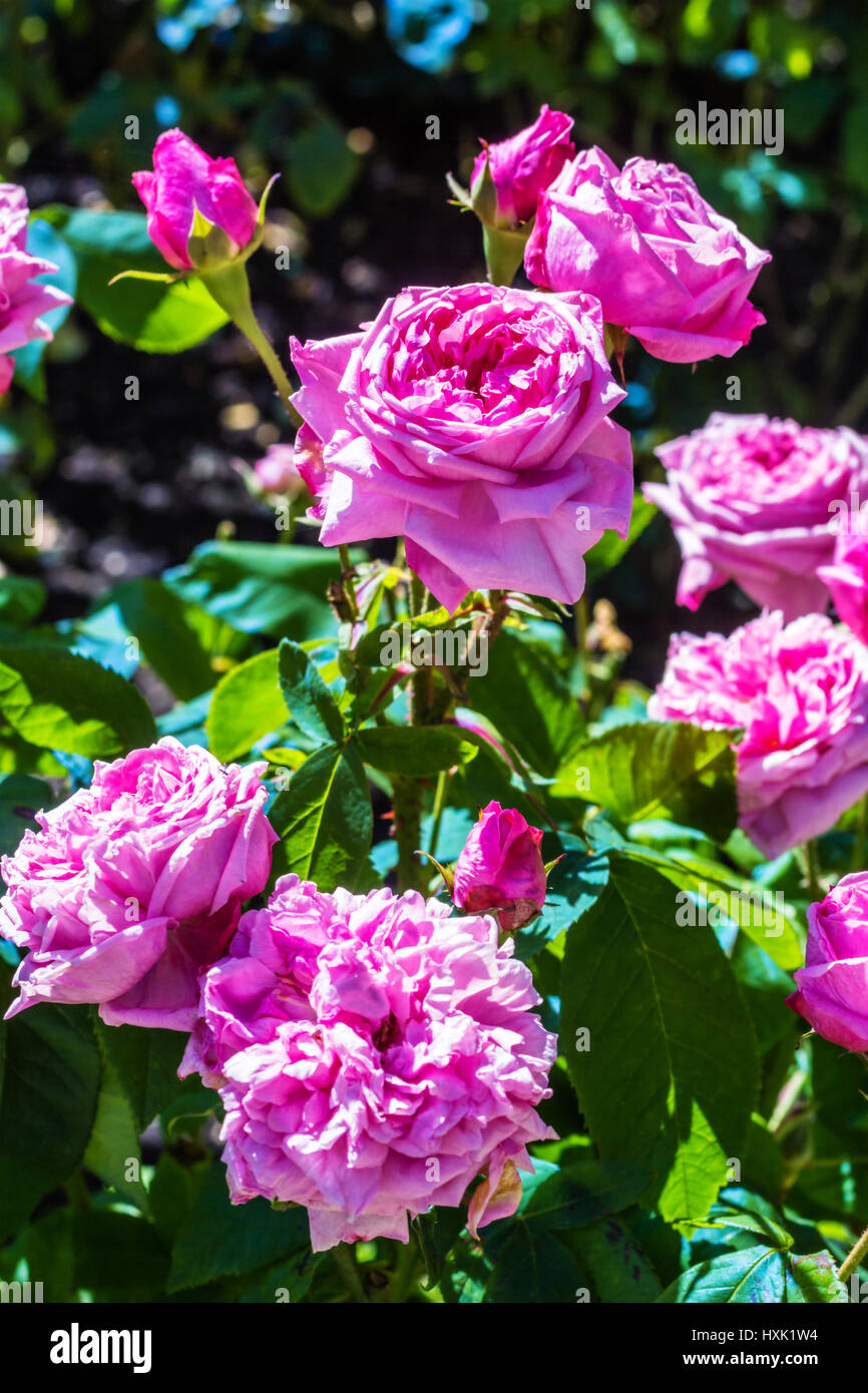 Beautiful rose garden in Summer, UK Stock Photo - Alamy