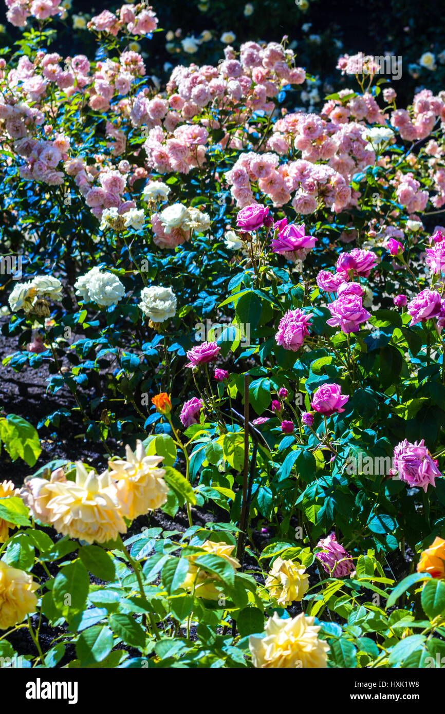 Beautiful rose garden in Summer, UK Stock Photo - Alamy