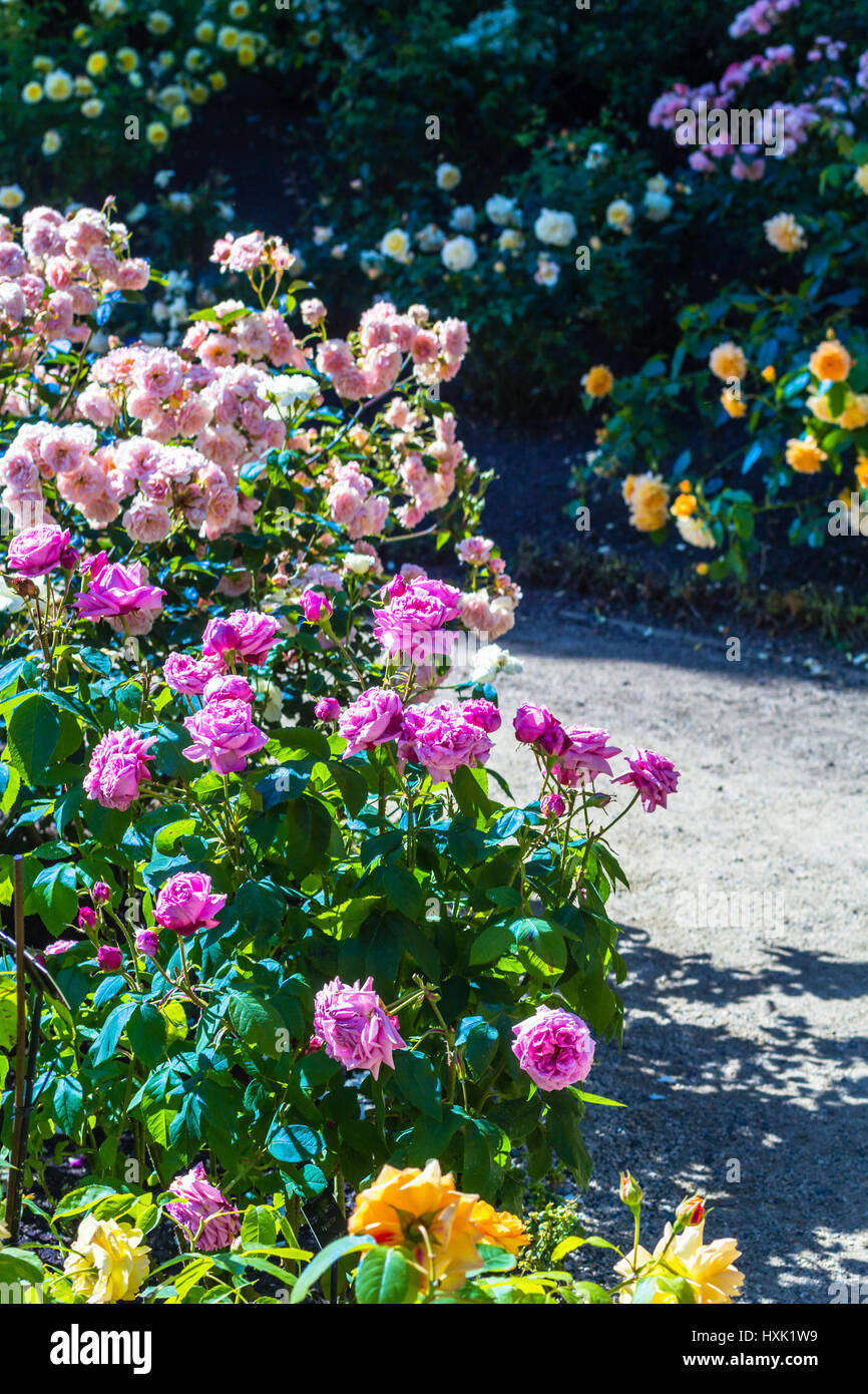 Beautiful rose garden in Summer, UK Stock Photo - Alamy