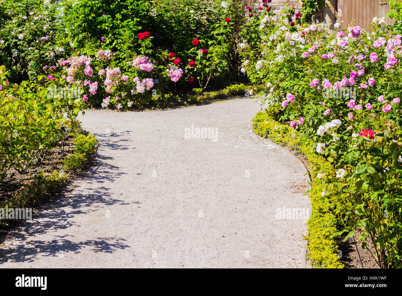 Beautiful rose garden in Summer, UK Stock Photo - Alamy