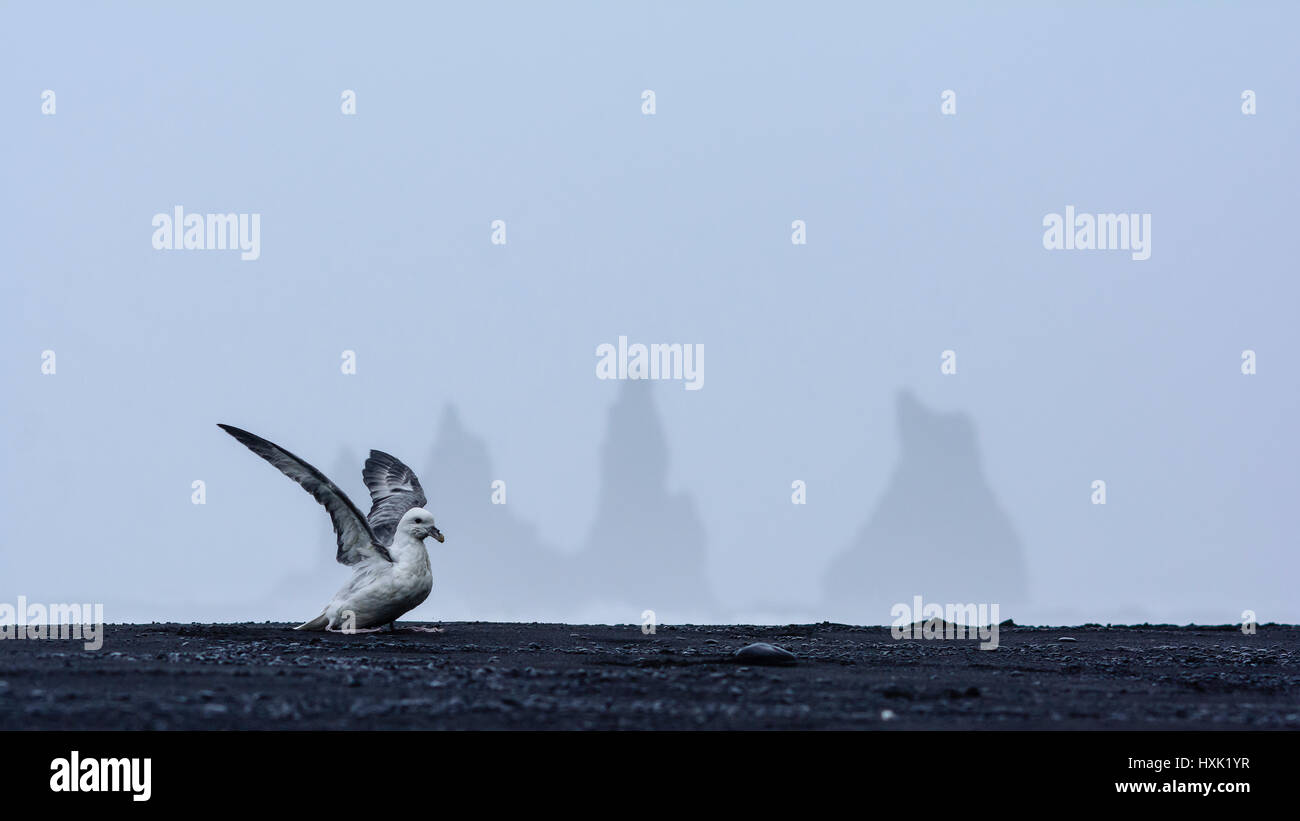 Young seagull learning how to fly Stock Photo - Alamy